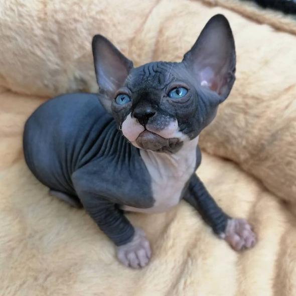 Sphynx Kittens For Sale- Los Angles California - Zolum United States