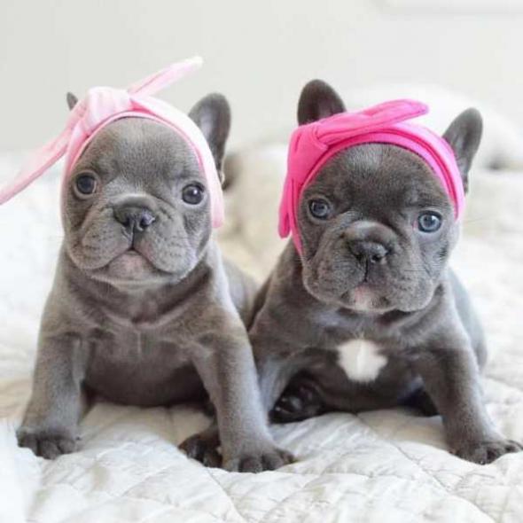 Male and Female French Bulldog Puppies for sale- Levelland Texas ...